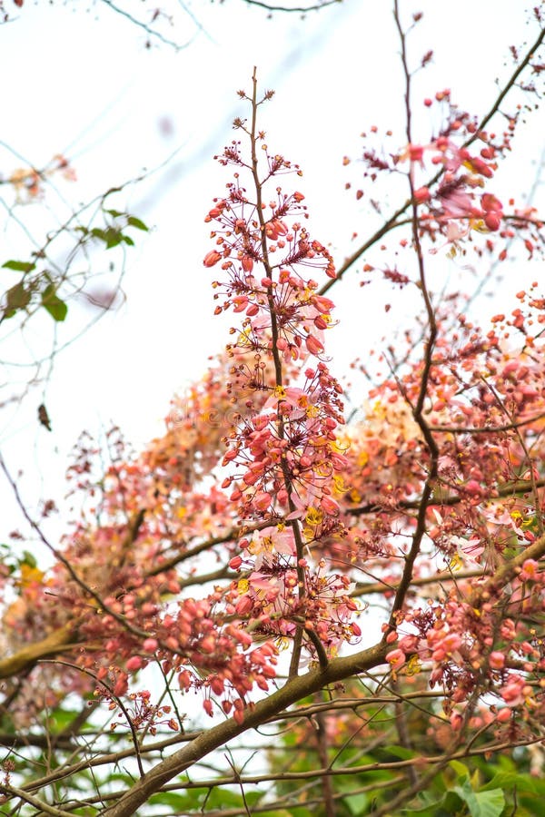 Pink cassia in spring stock photo. Image of autumn, hanami - 52401054