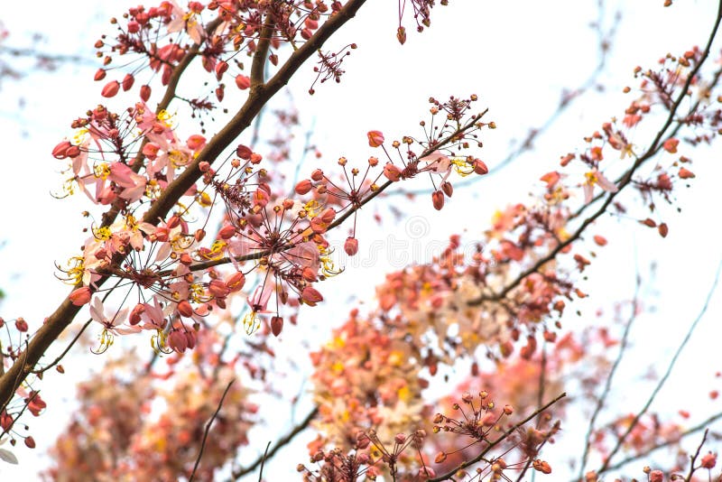 Pink cassia in spring stock image. Image of twig, summer - 52401163