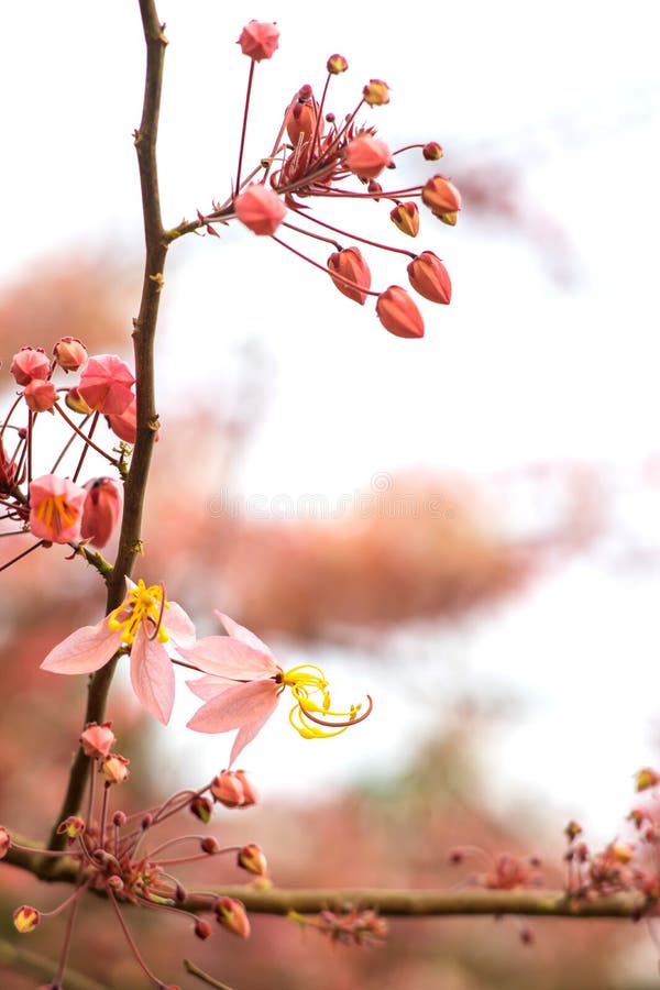 Pink cassia in spring stock photo. Image of blossom, flower - 52401356