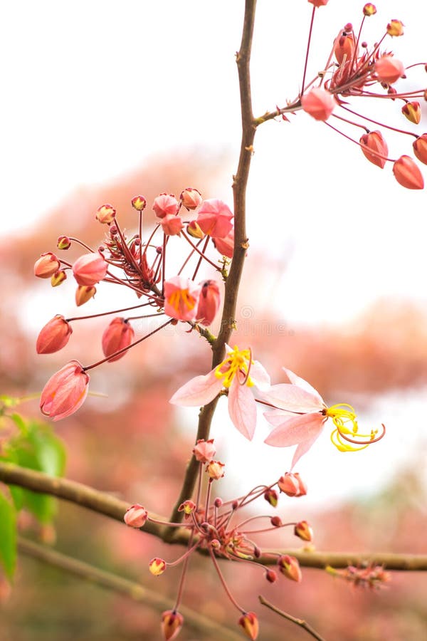 Pink cassia in spring stock photo. Image of life, branch - 52401428