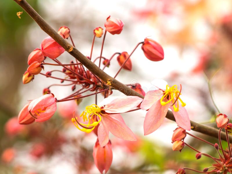 Pink cassia in spring stock image. Image of beautiful - 52401645