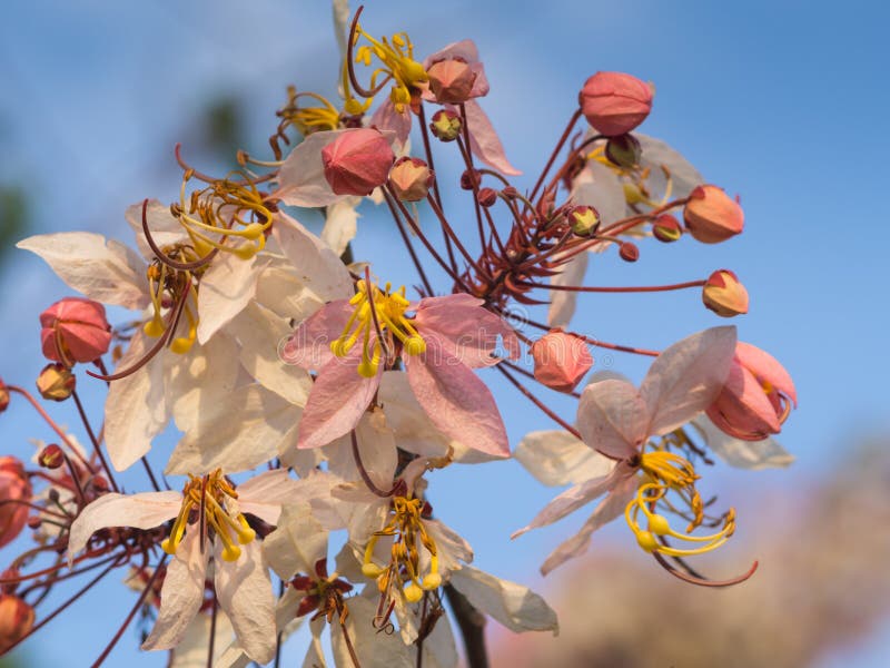 Pink cassia in spring stock image. Image of flower, branch - 53640947