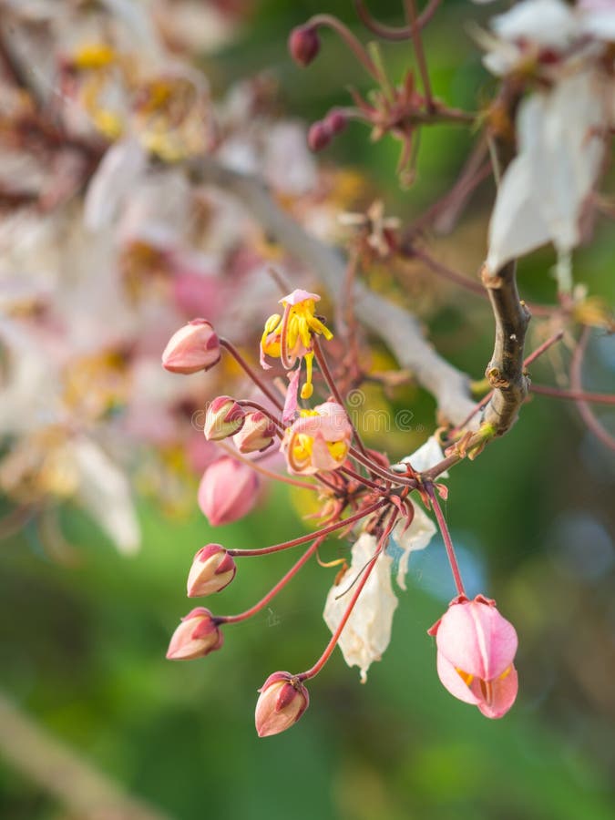 Pink cassia in spring stock image. Image of beautiful - 53640961