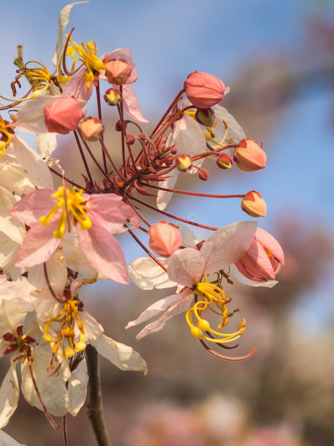 Pink cassia in spring stock image. Image of flora, pollen - 53640969