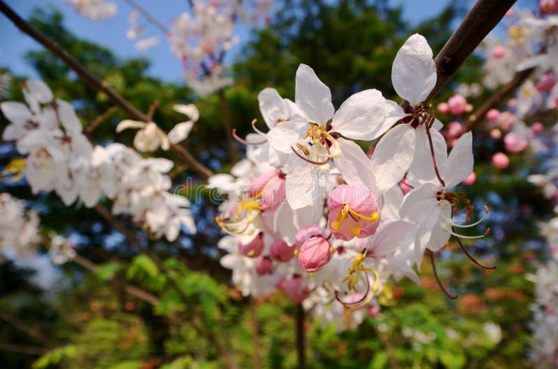 Pink Cassia stock photo. Image of blossom, petal, prunus - 40972622