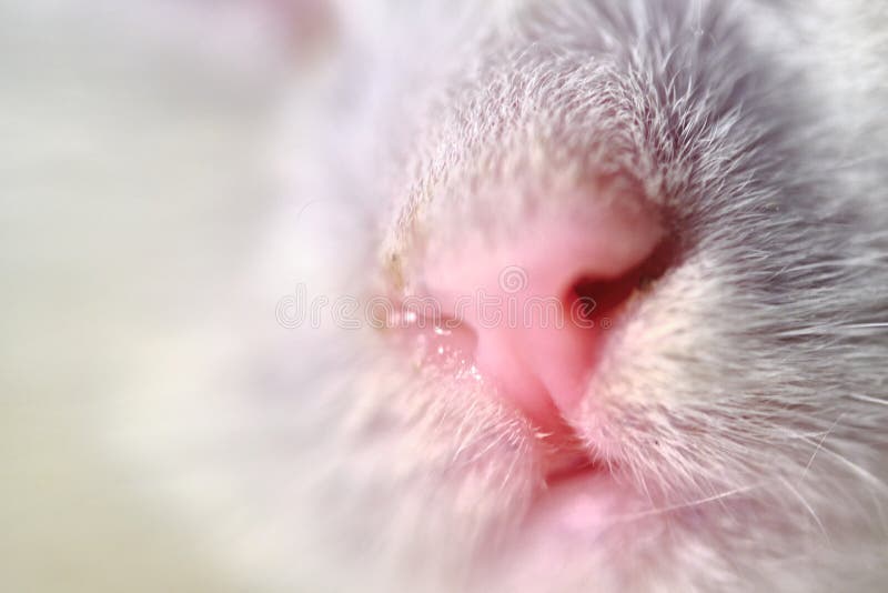 Pink cat s nose macro stock photo. Image of macro, mammal - 180987140