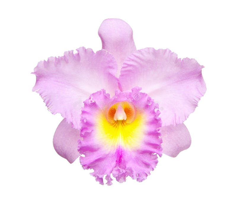 Pink Cattleya stock photo. Image of charming, luxury - 76281680