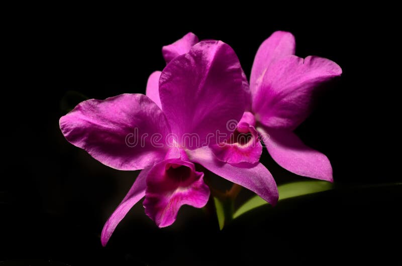 Pink Cattleya Orchid on Black Background Stock Image - Image of closeup ...