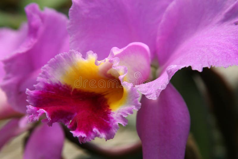 Pink Cattleya Orchid Closeup Stock Image - Image of rare, cattleya: 667983