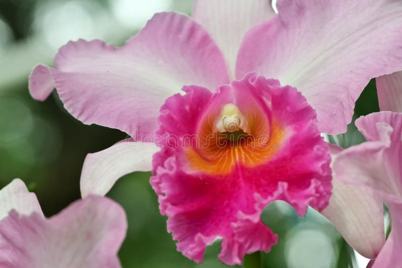 Pink Cattleya Orchid. stock photo. Image of plant, blossom - 47343420