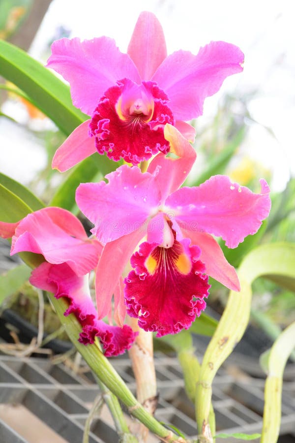 Pink Cattleya orchid stock photo. Image of elegance, orange - 42911740