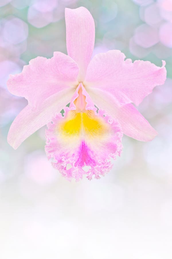 Pink cattleya orchid stock image. Image of isolated, green - 52773139