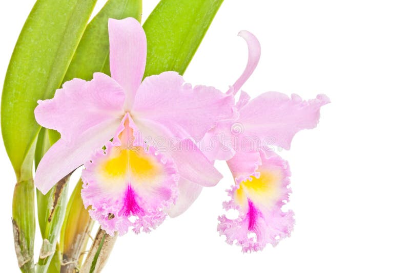 Pink cattleya orchid stock photo. Image of leaf, beauty - 52773118