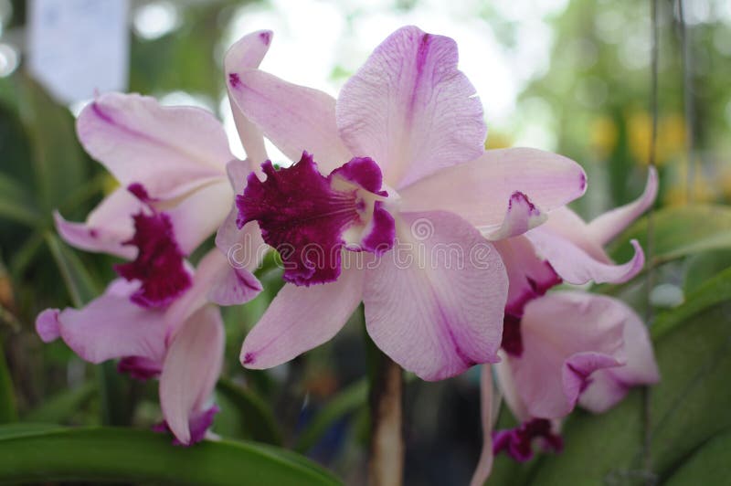 Pink cattleya orchids stock image. Image of orchids, backgrounds - 44314737