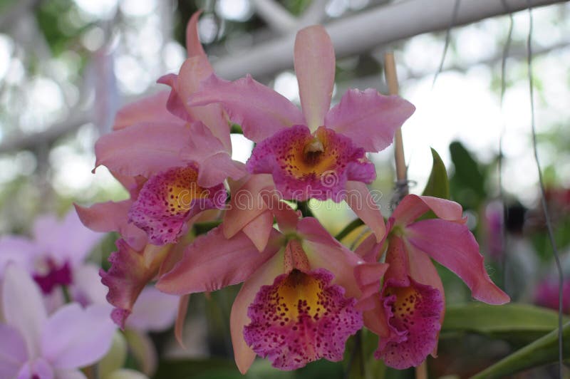 Pink cattleya orchids stock image. Image of yellow, background - 44315033
