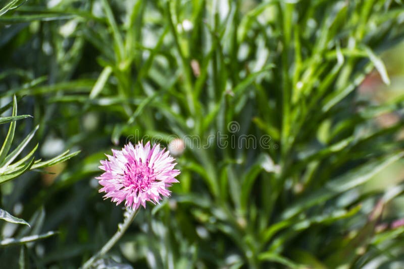 Pink Centaurea Cyanus Flower Stock Image - Image of flower, nature ...