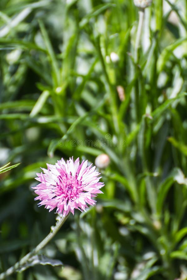 Pink Centaurea Cyanus Flower Stock Photo - Image of blooming, blossom ...