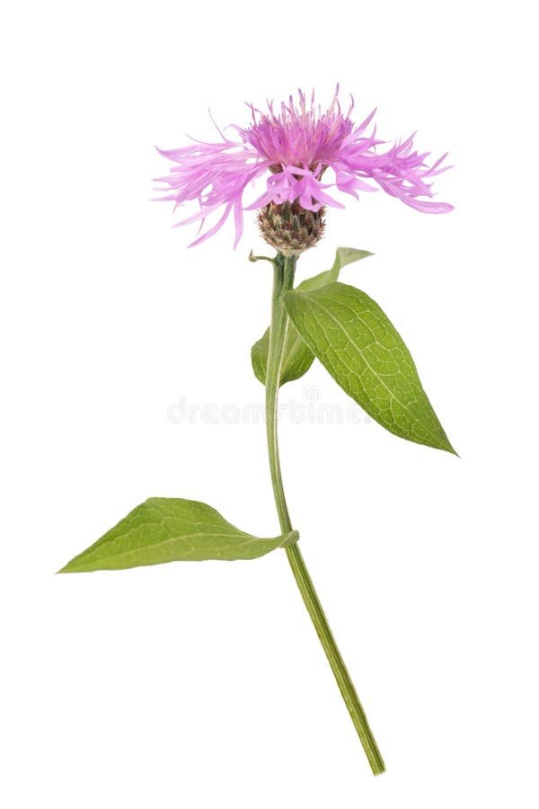 Pink centaurea flower stock image. Image of meadow, thistle - 221229515
