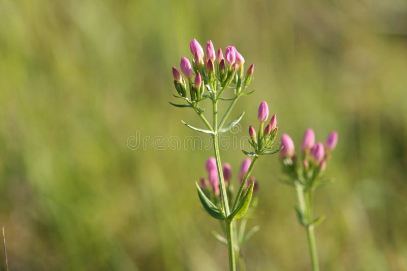 Pink Centaury flowers stock image. Image of gentian, natural - 74243675