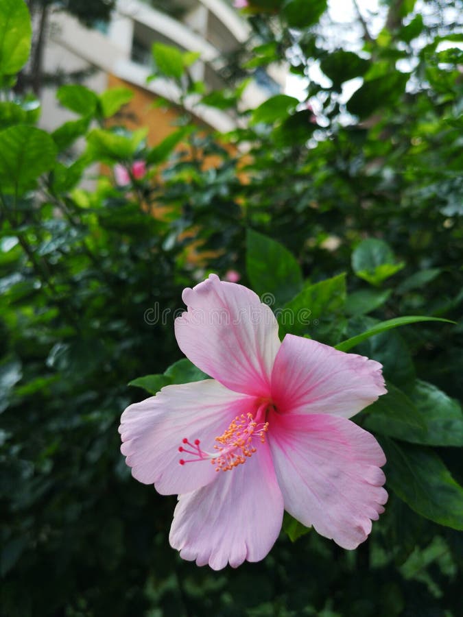 Pink Chaba Flower Garden Nature Stock Image - Image of flower, chaba ...