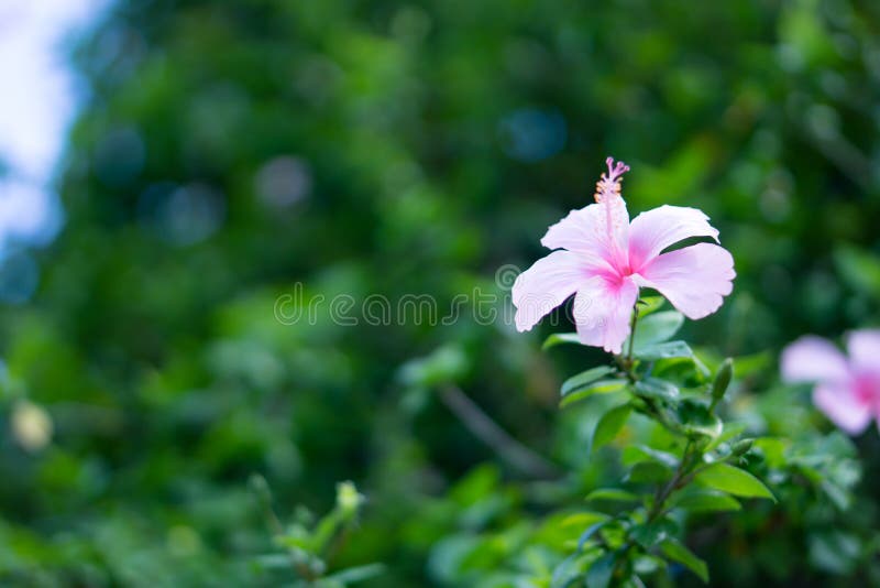 Pink Chaba or Hibiscus Flower Stock Photo - Image of hibiscus, blooming ...