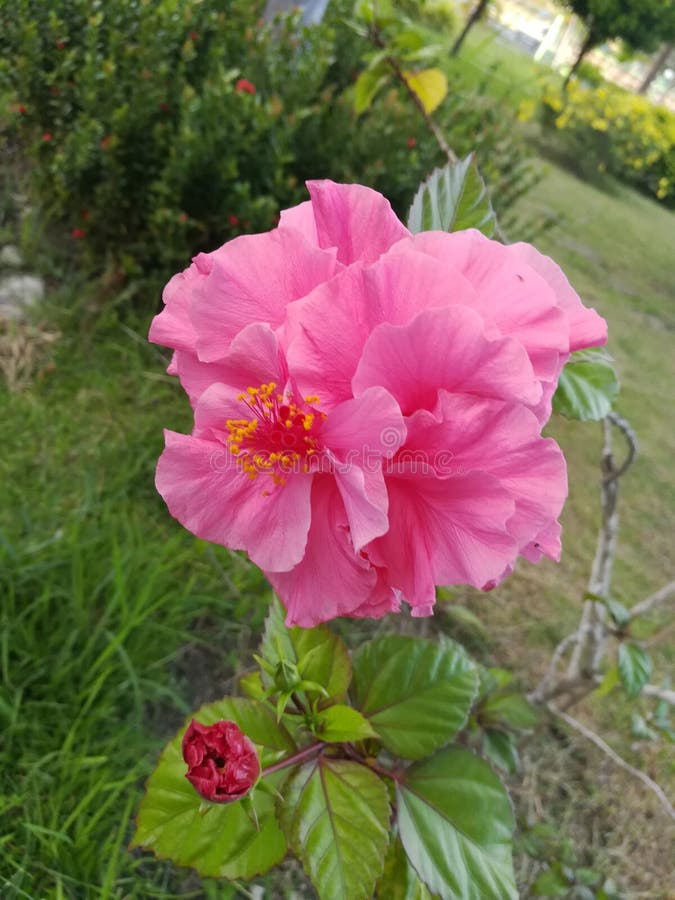 Chaba flower stock image. Image of pink, tree, chaba - 132554987
