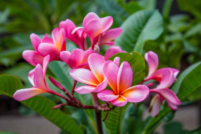 Champa flowers. stock image. Image of leaves, plant - 105449905