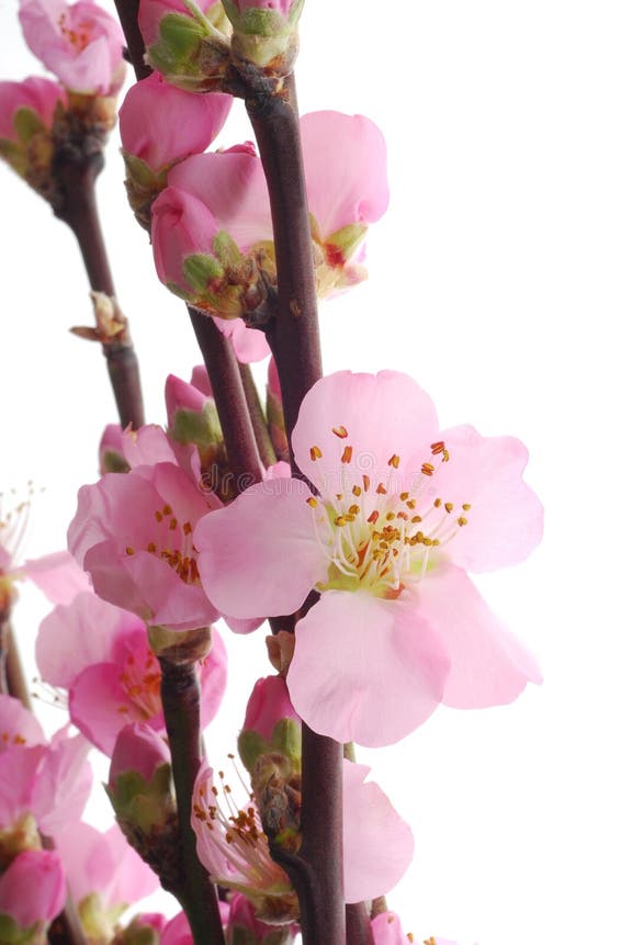 Pink cherries flower stock image. Image of tree, cherry - 4539311