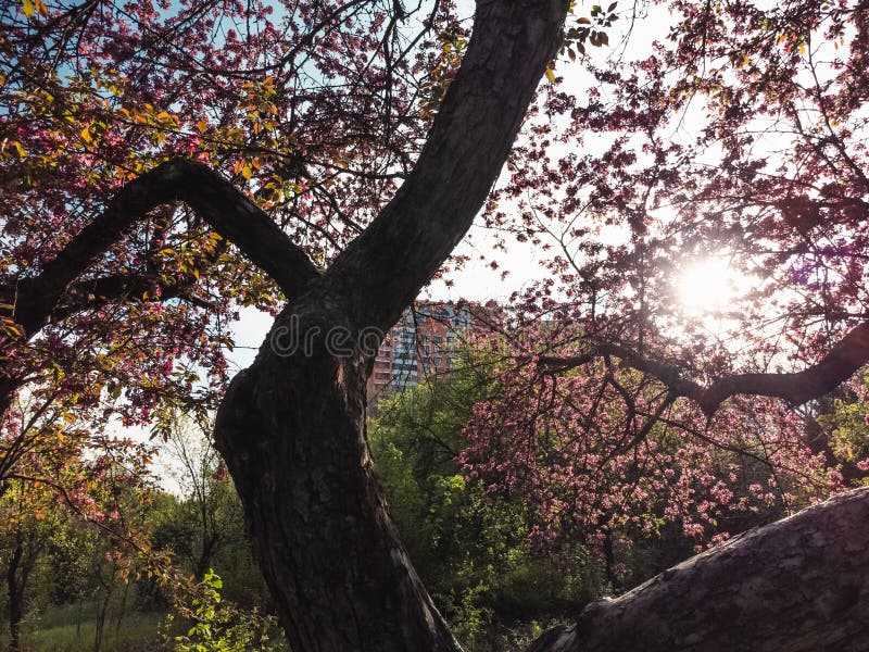 Pink Cherry Blooming Tree in Spring Garden Stock Photo - Image of ...