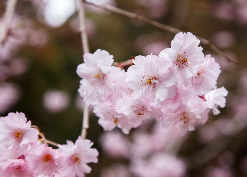 Pink Cherry Blossom Along the Pathway in Springtime, Japan Stock Photo ...