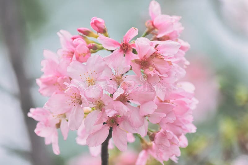 The Pink Cherry Blossom, Beautiful Cherry Blossoms Stock Photo - Image ...