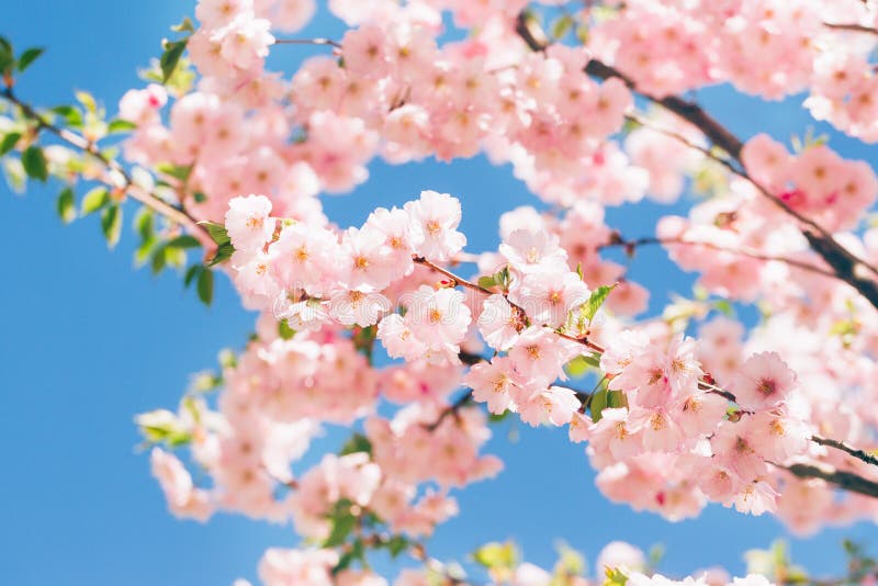 Pink Cherry Blossom Branch in Bloom Against Blue Sky. Spring Concept ...