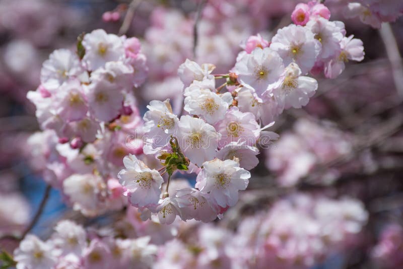 Pink Cherry blossom branch stock photo. Image of vibrant - 40929164