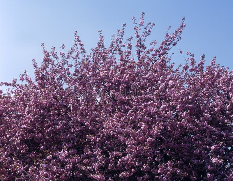 Pink Cherry Blossom bush stock photo. Image of summer - 98170532