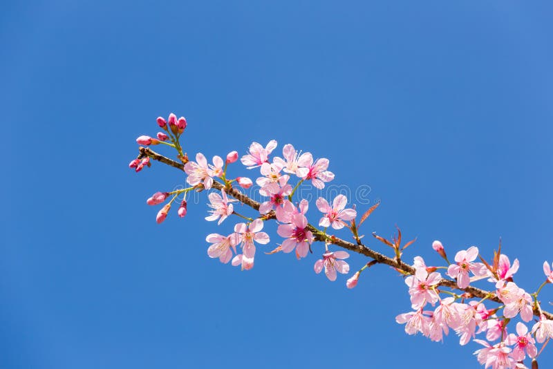 Pink Cherry Blossom in Clear Blue Sky Stock Image - Image of blossom ...