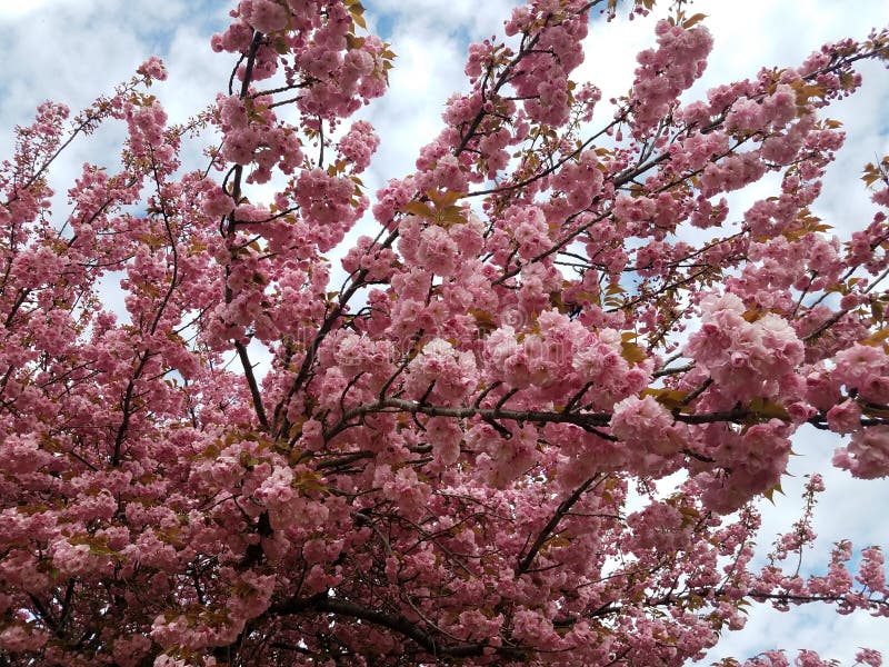 Pink Cherry Blossom Flower Petals in Tree Blooming Stock Photo - Image ...