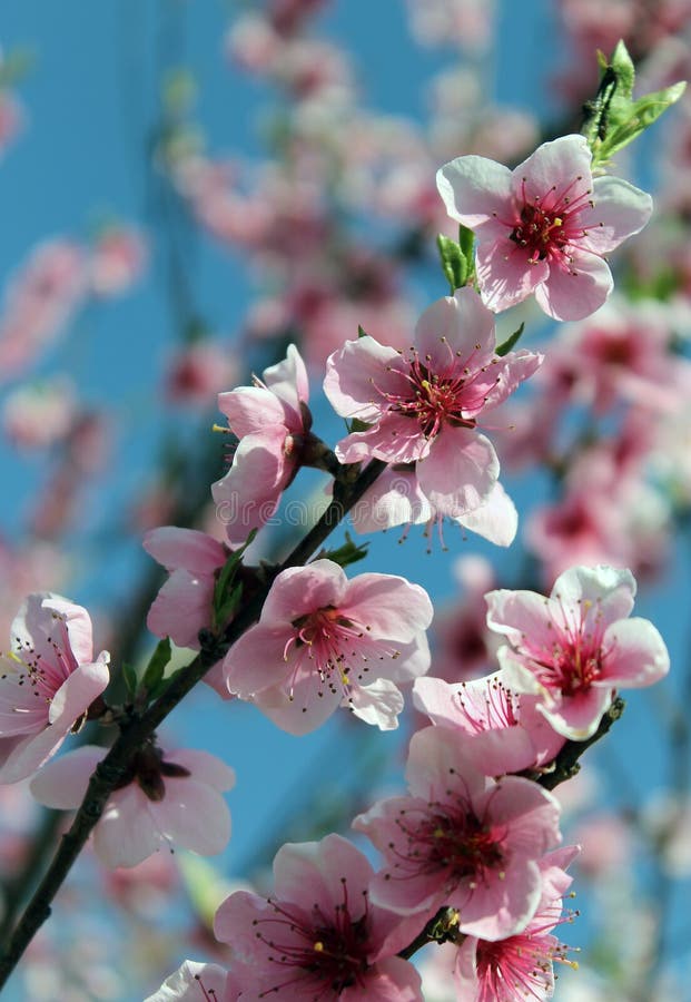 Pink Cherry Blossom Flower in Spring Time Over Blue Sky Stock Image ...
