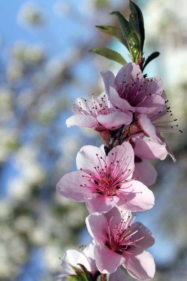 Pink Cherry Blossom Flower in Spring Time Over Blue Sky. Stock Image ...