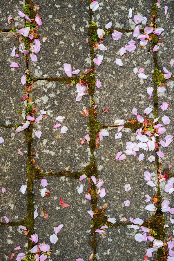 Pink Cherry Blossom Leaves on Stone Slates.. Stock Image - Image of ...