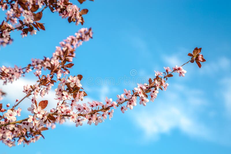 180,160 Pink Cherry Bloom Stock Photos - Free & Royalty-Free Stock ...