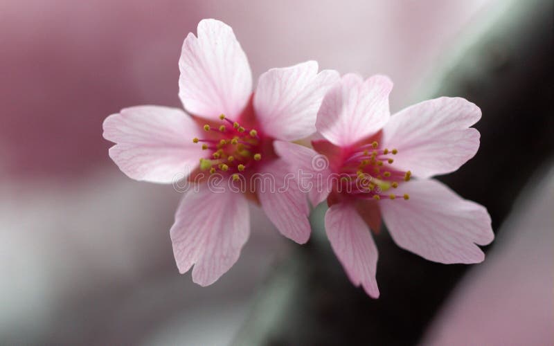 Pink Cherry Blossom Pair stock image. Image of pink - 109629581