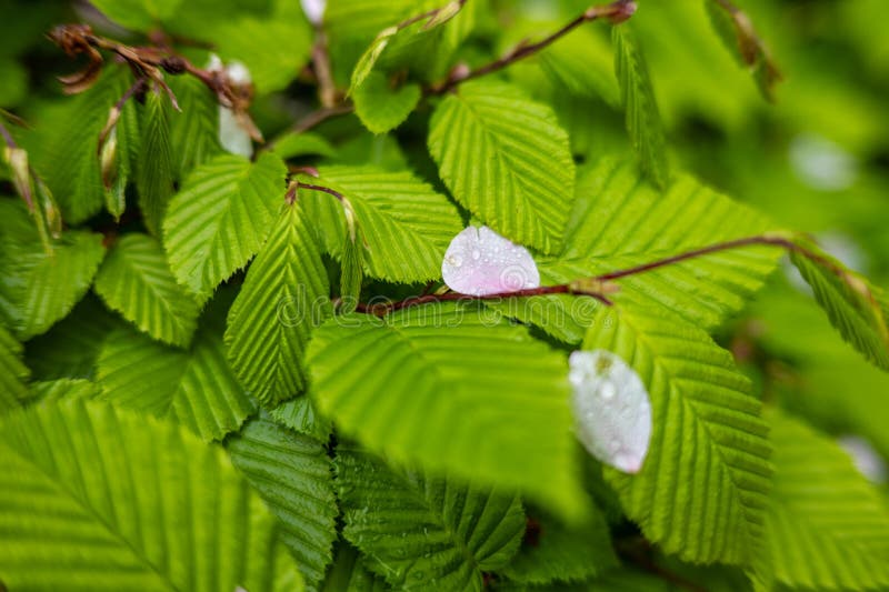 Pink Cherry Blossom Petal in a Hedge.. Stock Photo - Image of closeup ...