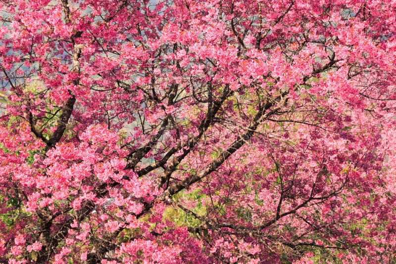 Pink Cherry Blossom or Prunus Cerasoides Stock Image - Image of carpel ...