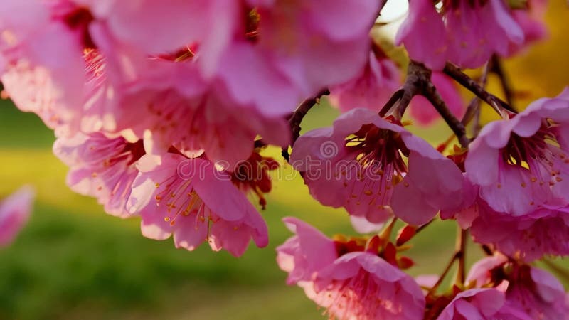 Pink Cherry Blossom Sakura 2026 Floral Falling Petals Stock Footage ...