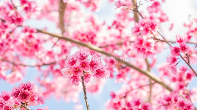 Pink Cherry Blossom Sakura in a Garden Stock Image - Image of japan ...