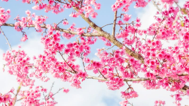 Pink Cherry Blossom Sakura in a Garden Stock Photo - Image of beautiful ...