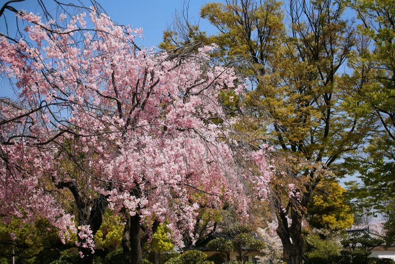 1,579 Sakura Blossom Osaka Castle Stock Photos - Free & Royalty-Free ...