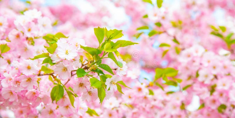 Cherry Blossom, Spring Sakura Background, Selective Focus Stock Image ...