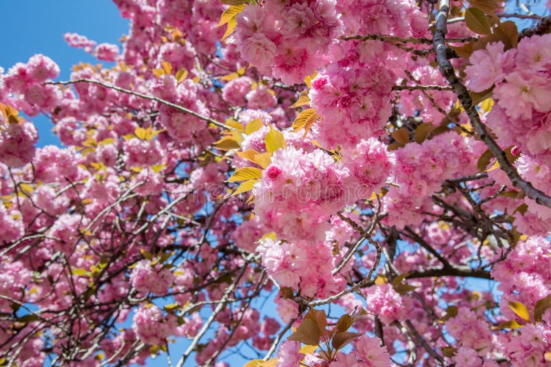 Pink Cherry Blossom in Spring Stock Image - Image of tree, beautiful ...