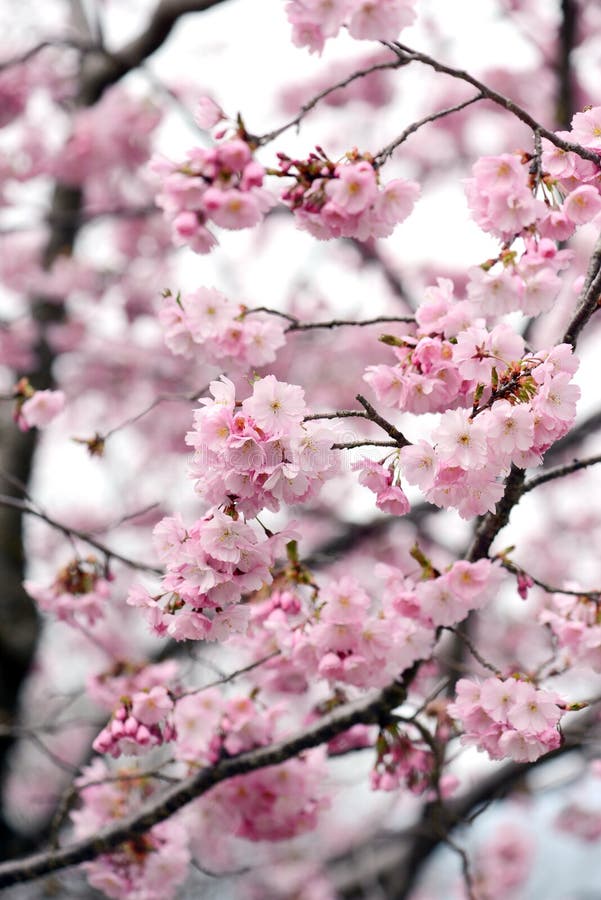 Pink Cherry Blossom on Springtime Stock Image - Image of nature, flower ...